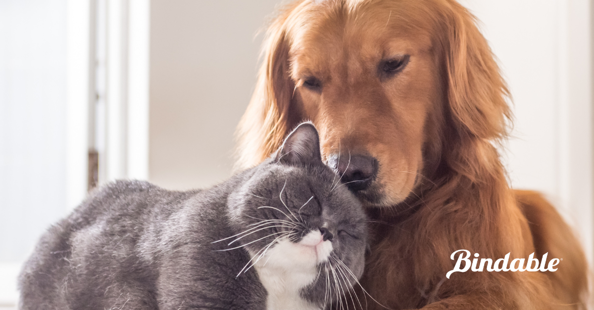 Millions of Animal Lovers Can Now Access Quality Pet Insurance via API ...